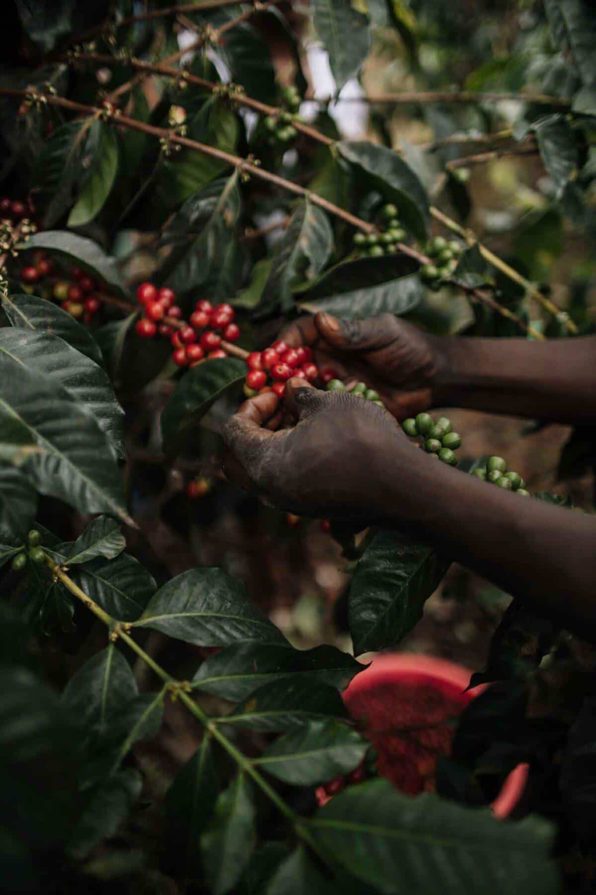 About us - FATHER'S COFFEE